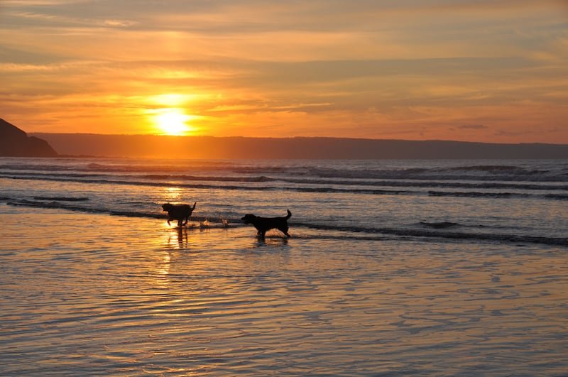 40+ Things To Do In Devon With Dogs (Ultimate Guide 2024)